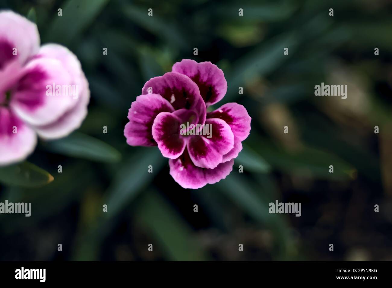 Purple and violet carnations in bloom seen up close Stock Photo - Alamy