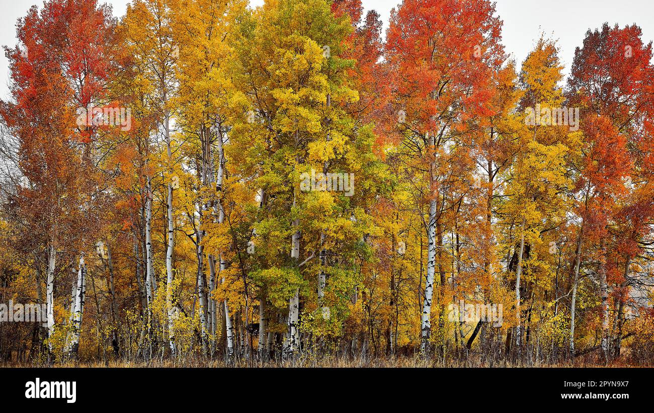 Late fall foliage hi-res stock photography and images - Alamy