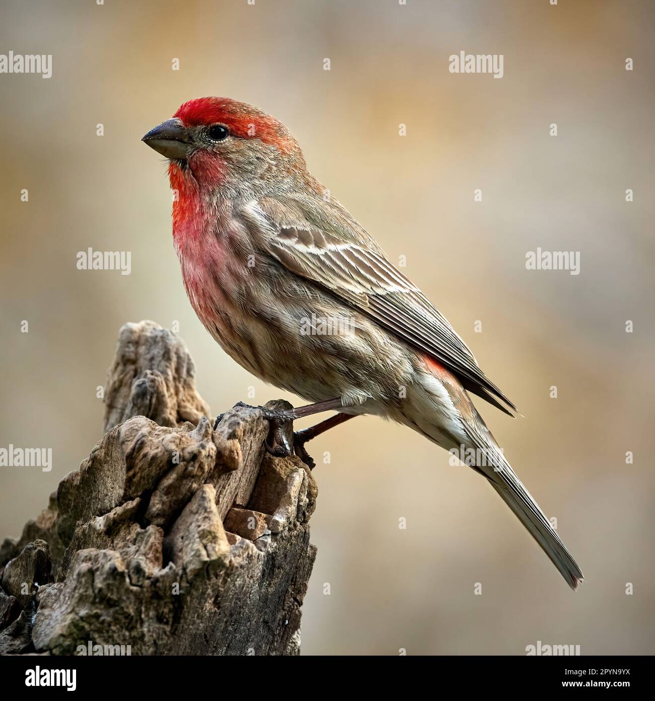 Finch wings hi-res stock photography and images - Alamy