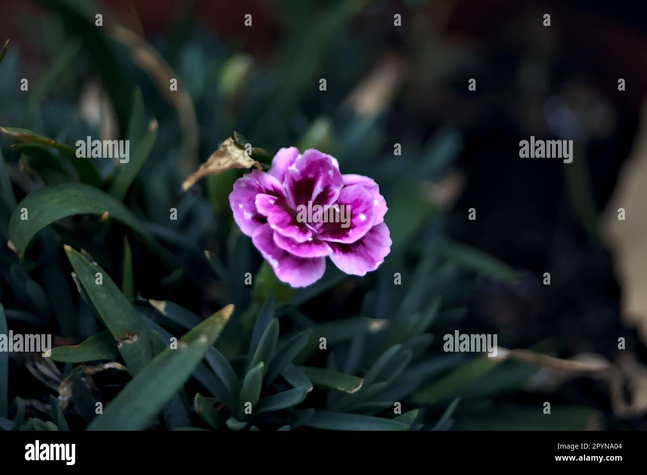 Purple and violet carnations in bloom seen up close Stock Photo - Alamy