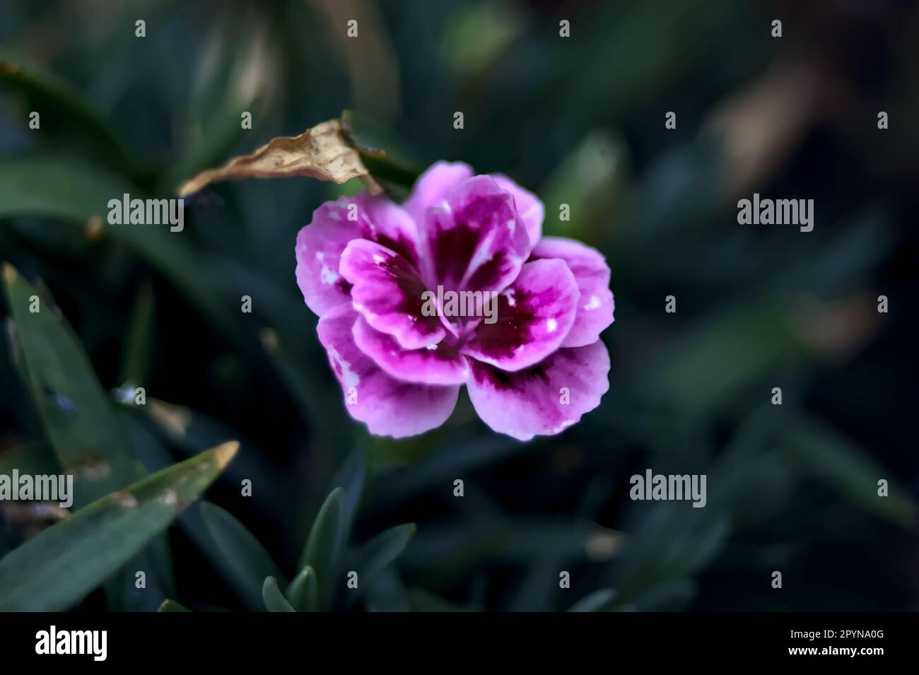 Purple and violet carnations in bloom seen up close Stock Photo - Alamy
