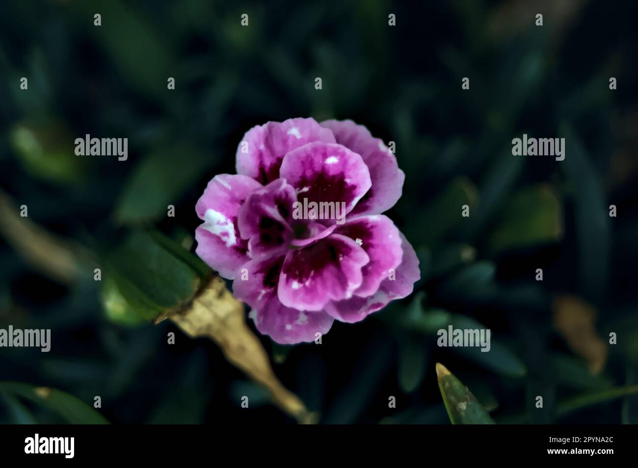 Purple and violet carnations in bloom seen up close Stock Photo - Alamy