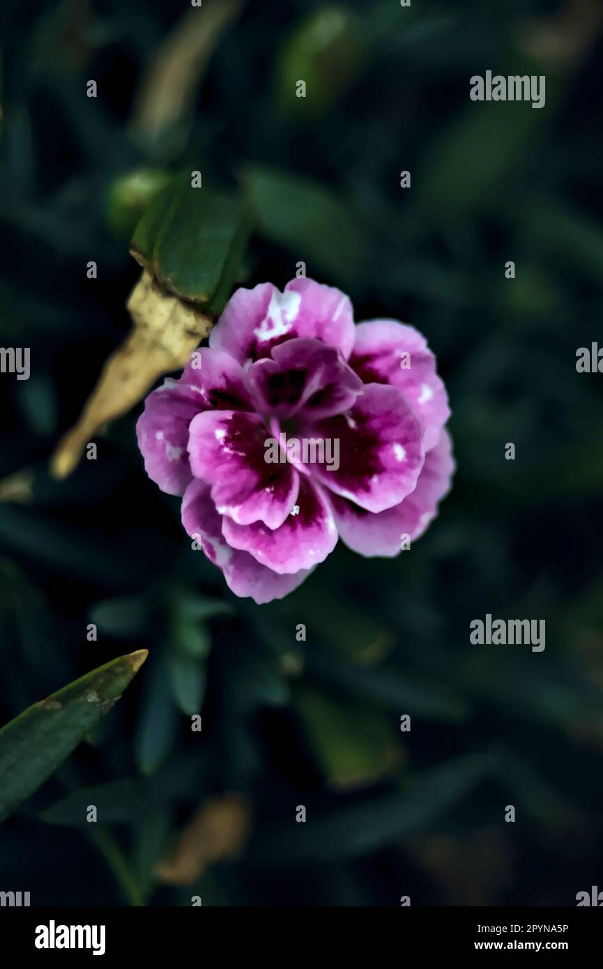 Purple and violet carnations in bloom seen up close Stock Photo - Alamy