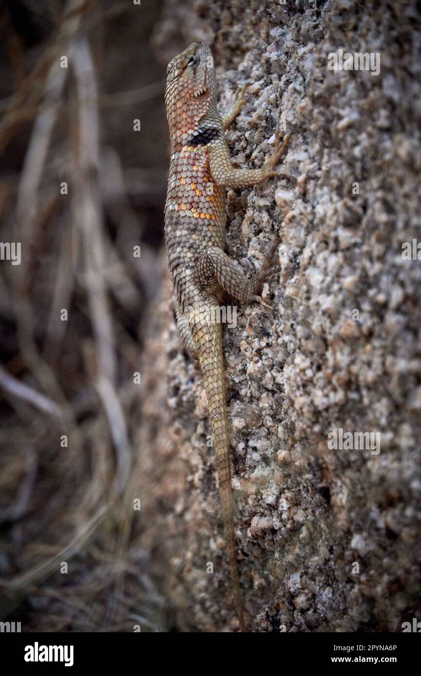 Fascinating reptile in Joshua Tree national park, California Stock ...