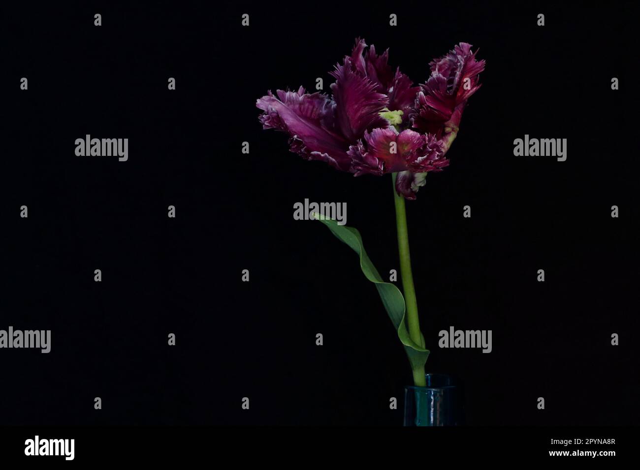 British Grown Parrot Tulips from a UK flower farm Stock Photo - Alamy