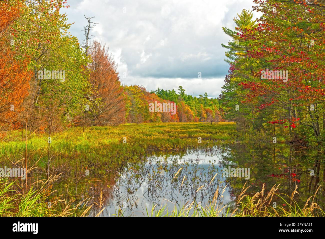 Fall Colors and North Woods Pond in the Sylvania Wilderness in Michigan ...