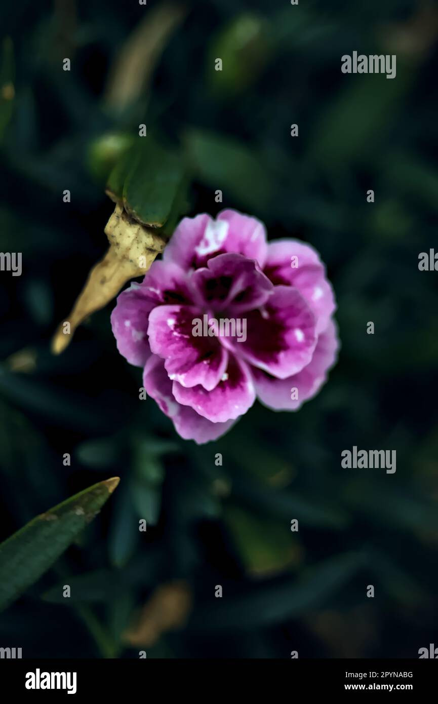 Purple and violet carnations in bloom seen up close Stock Photo - Alamy