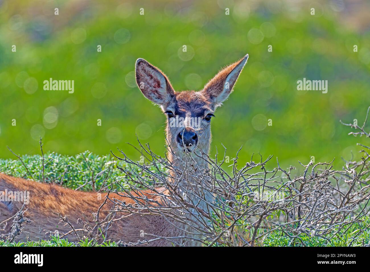Mule Deer Staring Through the Brush in Point Reyes National Seashore in ...