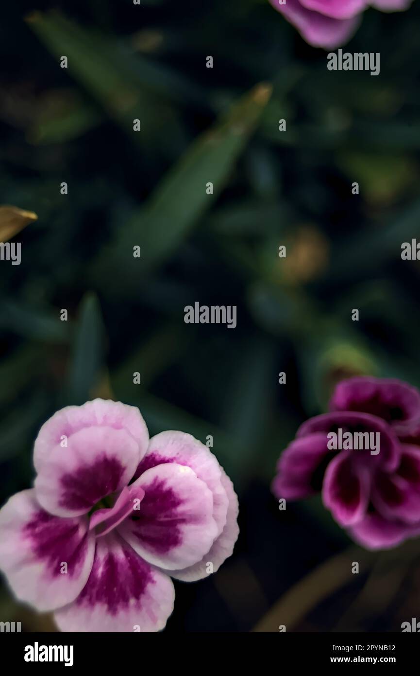 Purple and violet carnations in bloom seen up close Stock Photo - Alamy
