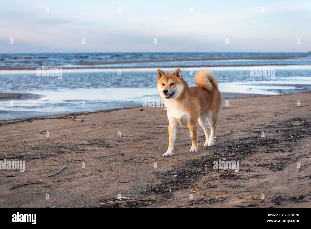 1 year old red shiba inu dog is walking on the Baltic sea beach Stock ...