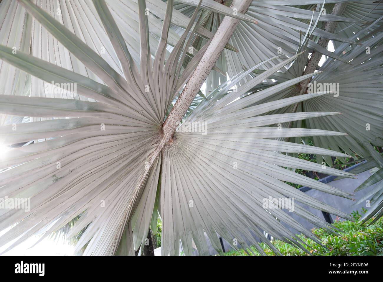 Silvery Bismarckia is a noble monotypic genus from the Palm family with ...