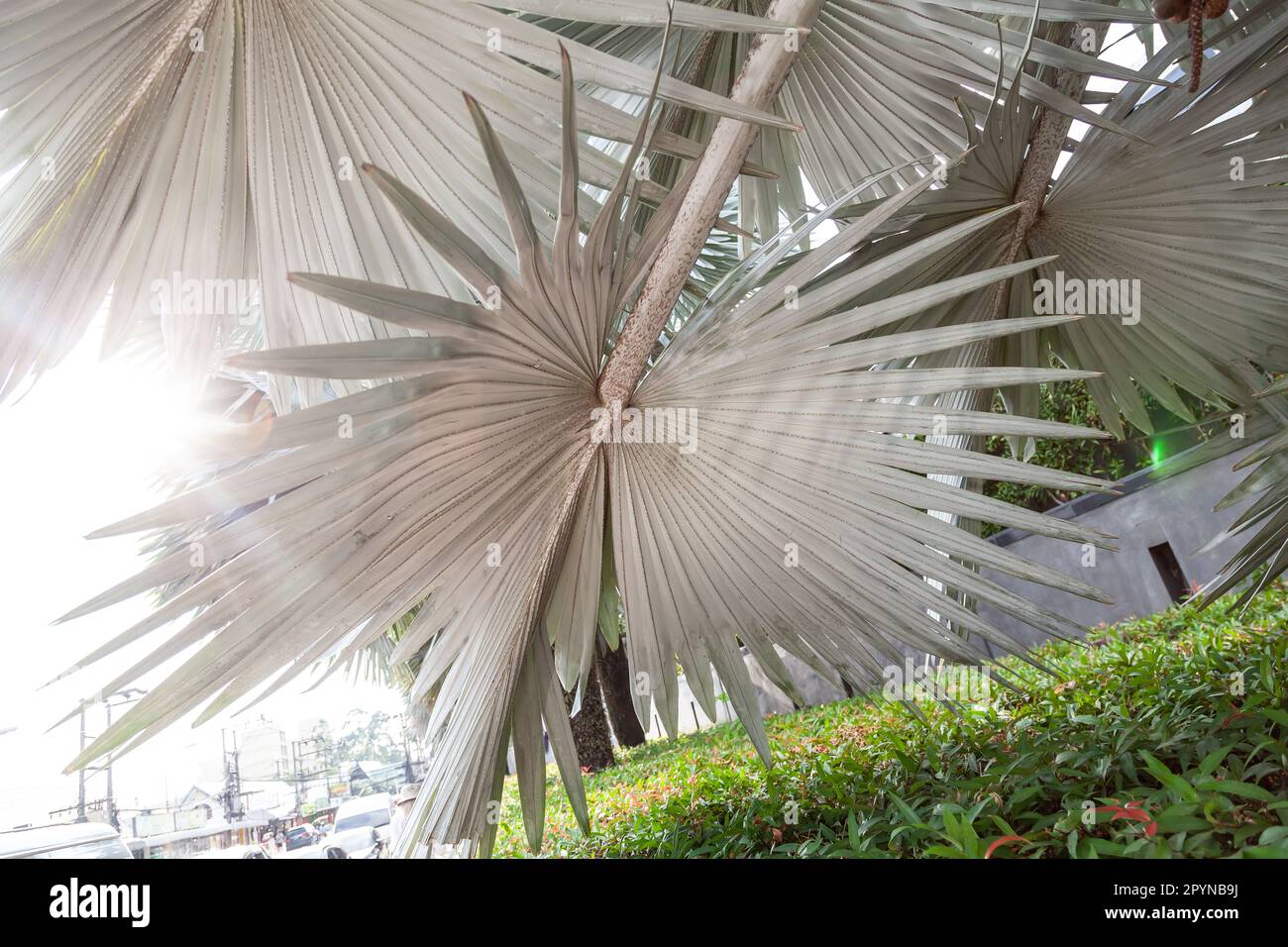 Silvery Bismarckia is a noble monotypic genus from the Palm family with ...