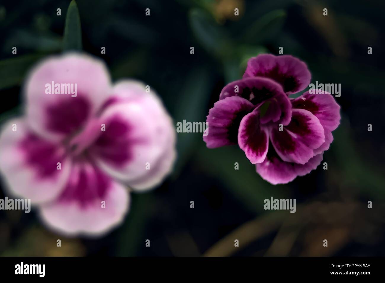 Purple and violet carnations in bloom seen up close Stock Photo - Alamy