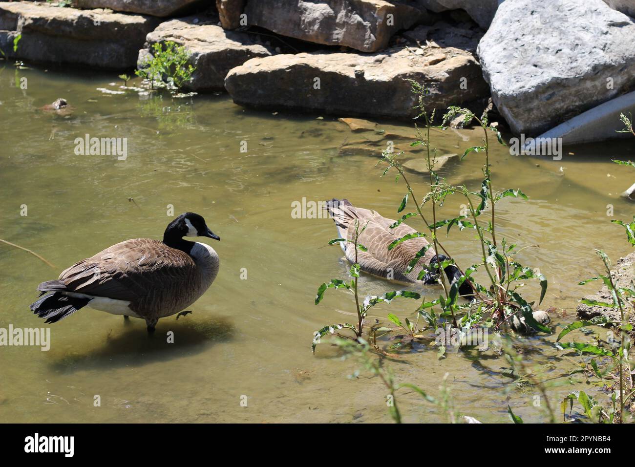 Adult canadian geese hi-res stock photography and images - Alamy