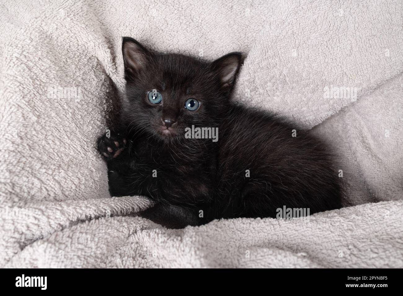 Portrait of cute black kitten looking forward against towel background ...