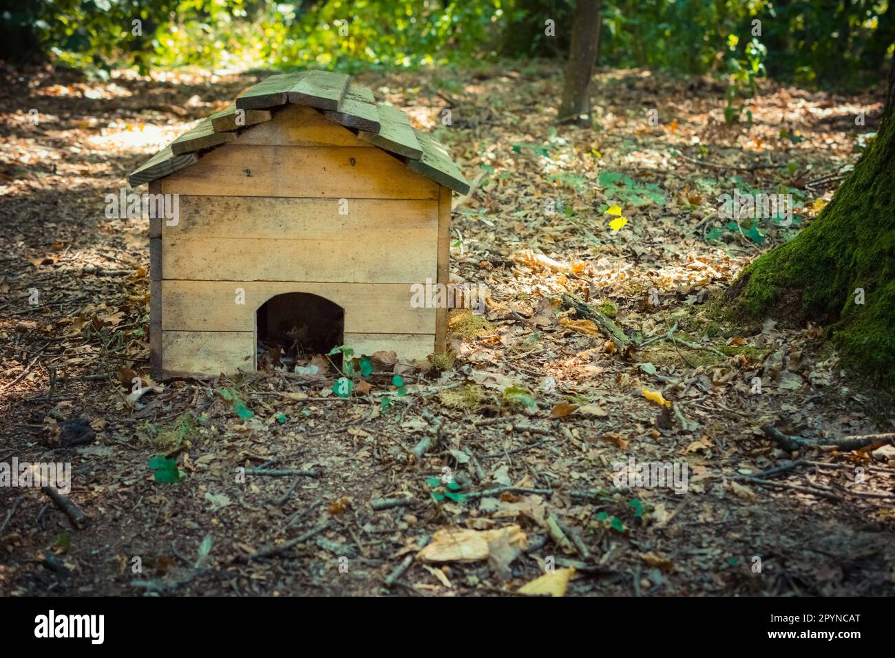 A small brown wooden hedgehog house on the lush green forest ground ...