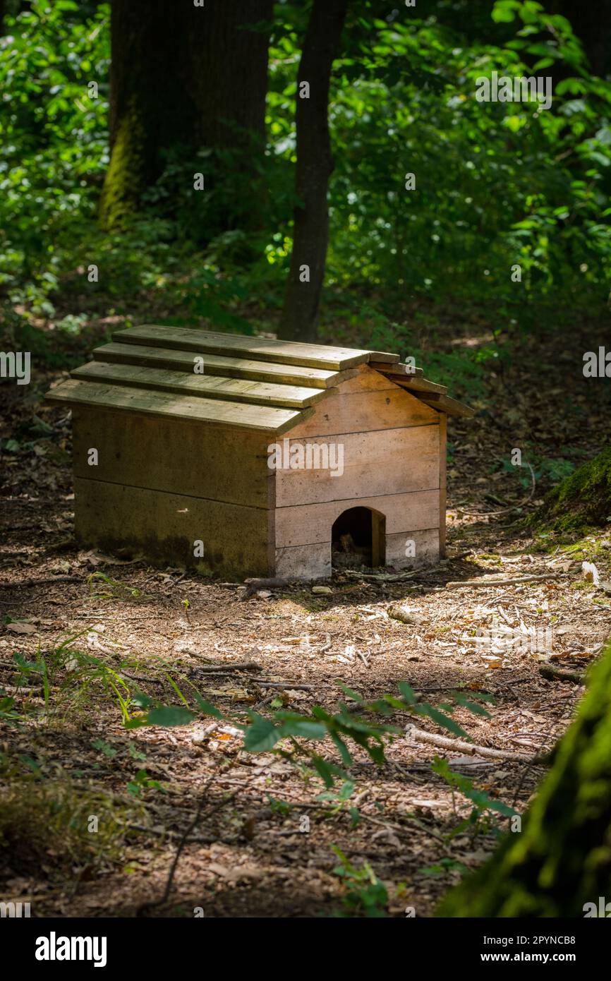 A small brown wooden hedgehog house on the lush green forest ground ...