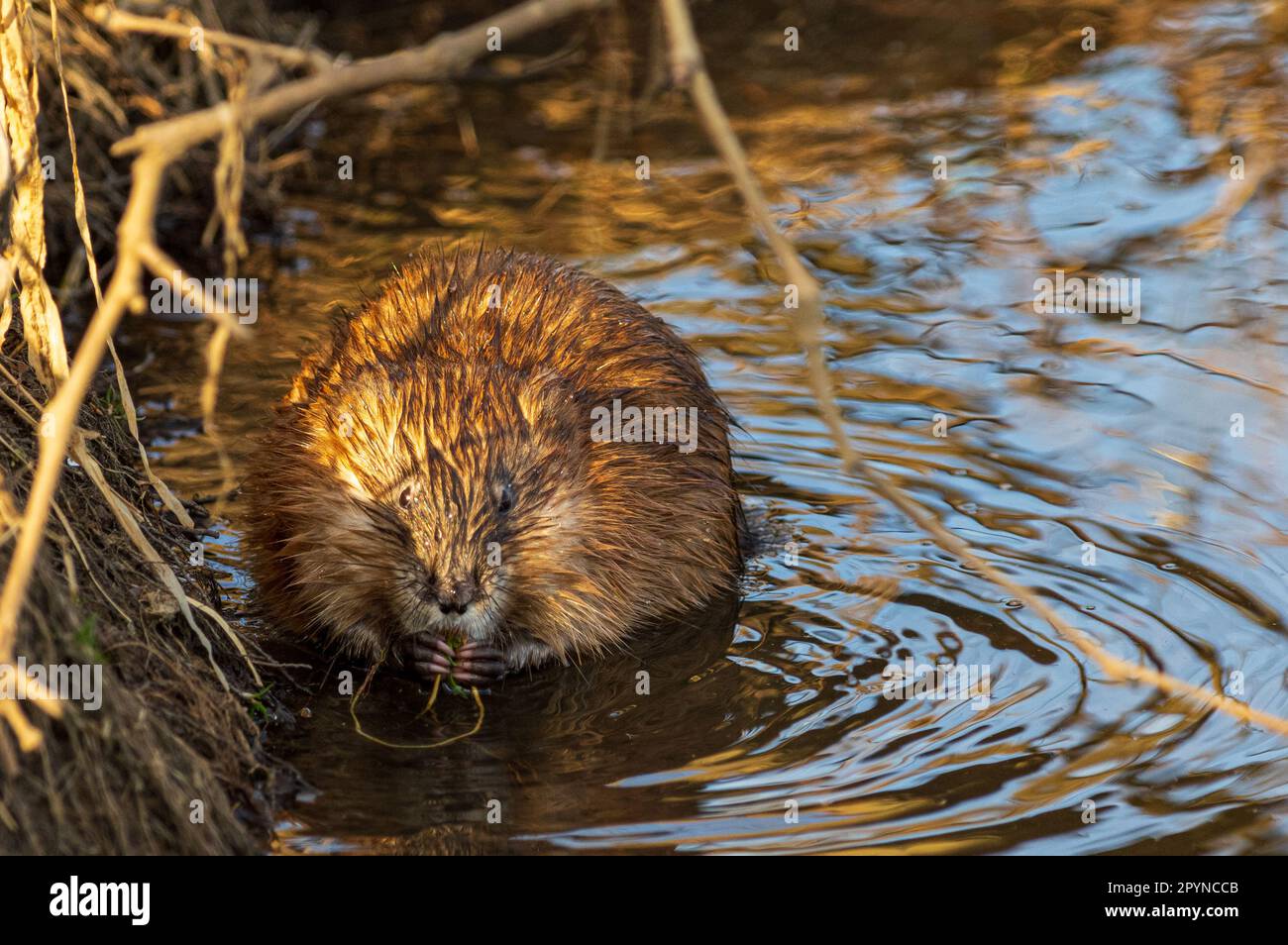 Muskrat (Ondatra zibethicus), Occoquan Bay NWR, VA Stock Photo - Alamy