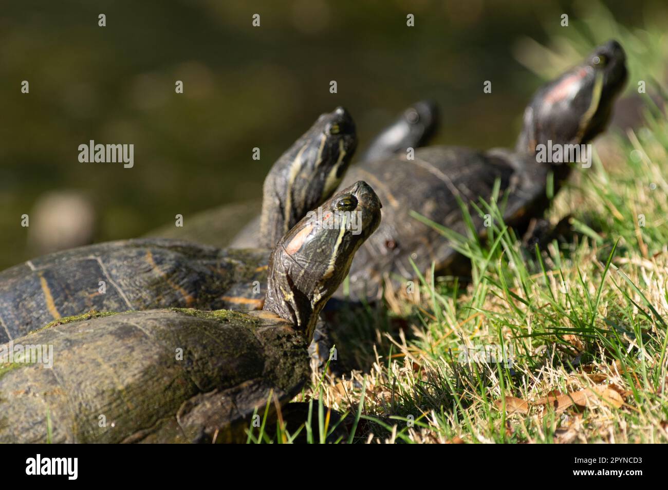 Four painted turtles hi-res stock photography and images - Alamy