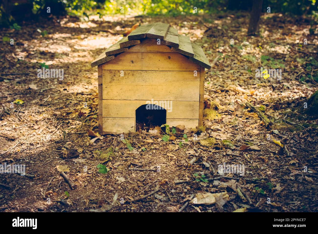 A small brown wooden hedgehog house on the lush green forest ground ...