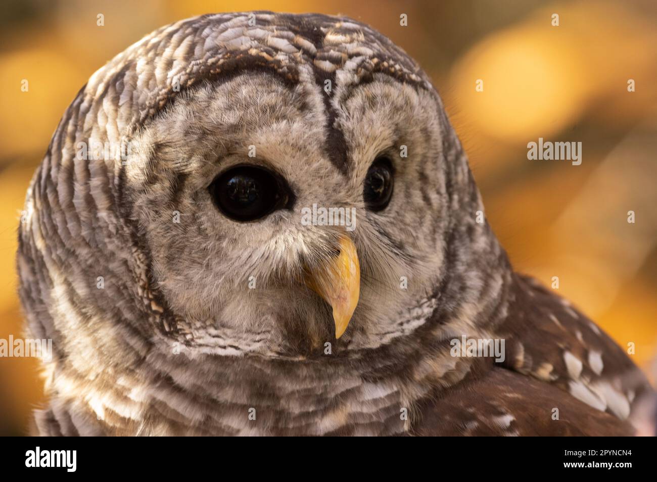 Barred Owl (Strix varia), Walker Nature Preserve, Reston, VA Stock ...
