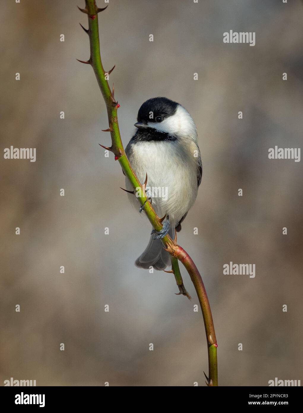 Black capped chickadees hi-res stock photography and images - Alamy