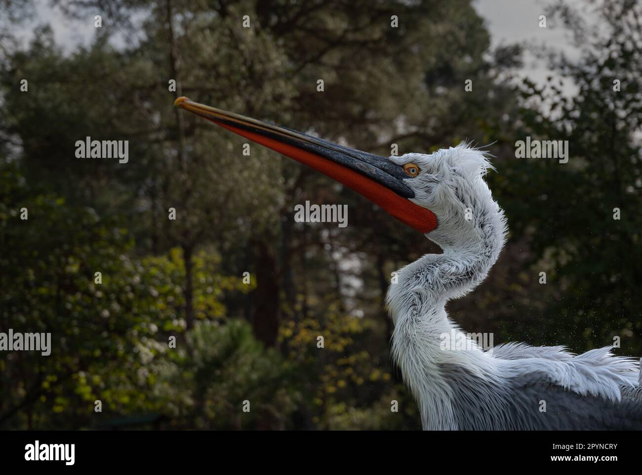 Divjake-Karavasta National Park in ALBANIA. Domesticated Wild Pelican ...