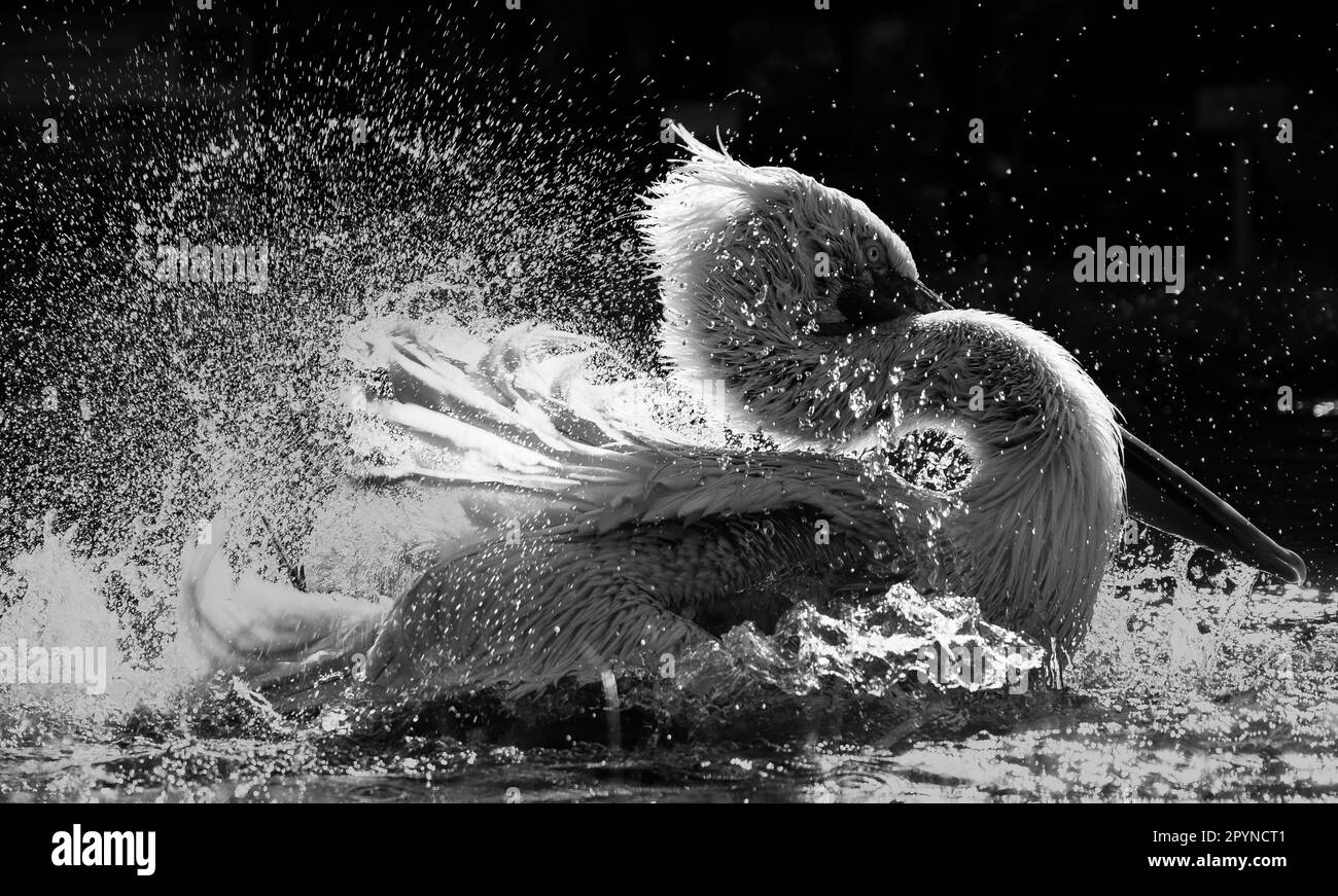 Divjake-Karavasta National Park in ALBANIA. Domesticated Wild Pelican ...