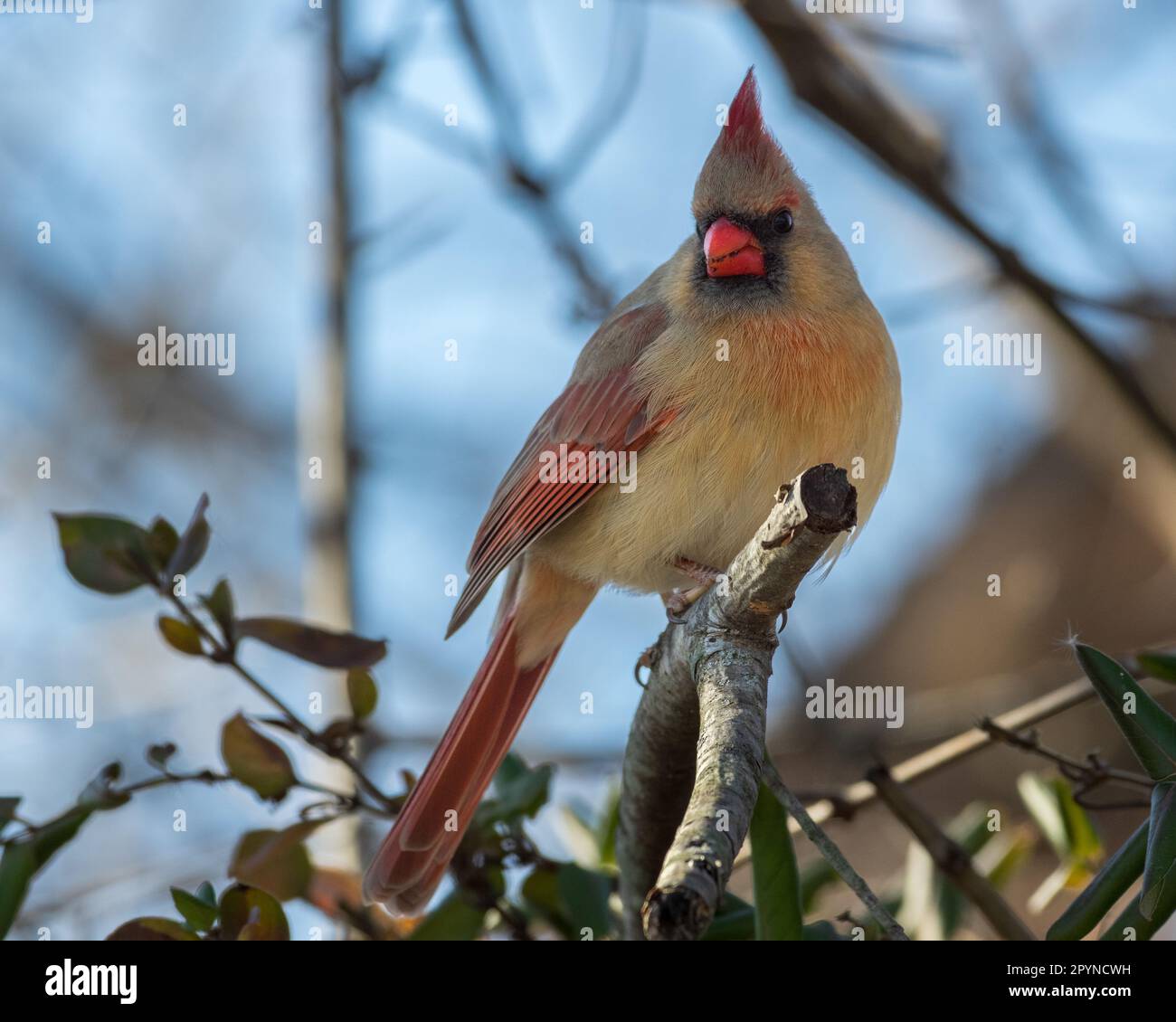 Northern Cardinal (Cardinalis cardinalis),Mariner Point Park, Joppatown ...