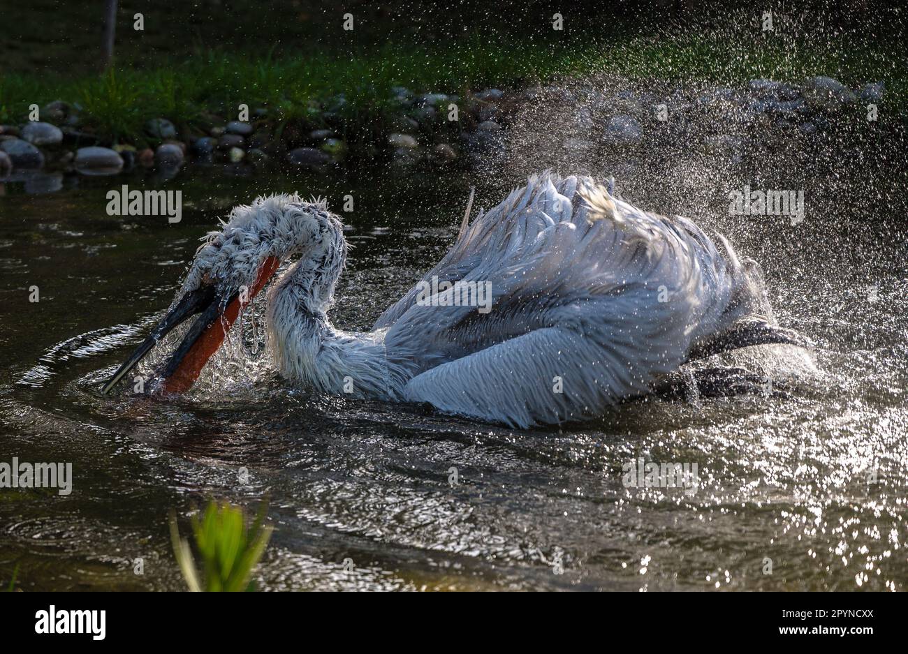 Divjake-Karavasta National Park in ALBANIA. Domesticated Wild Pelican ...