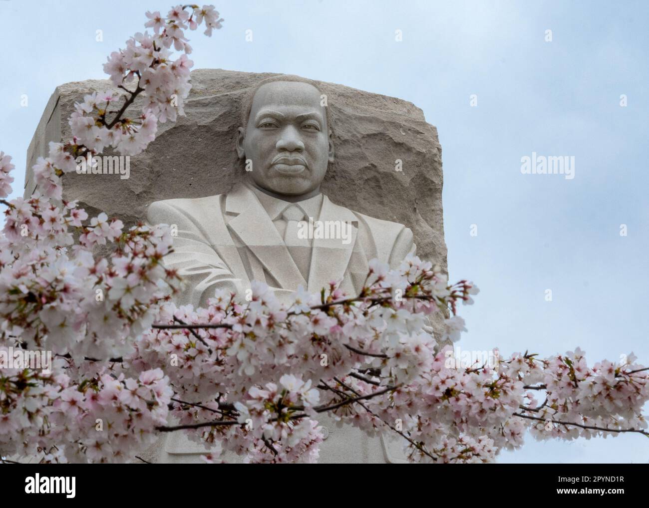 Martin Luther King, Jr. Memorial with cherry blossoms in foreground ...