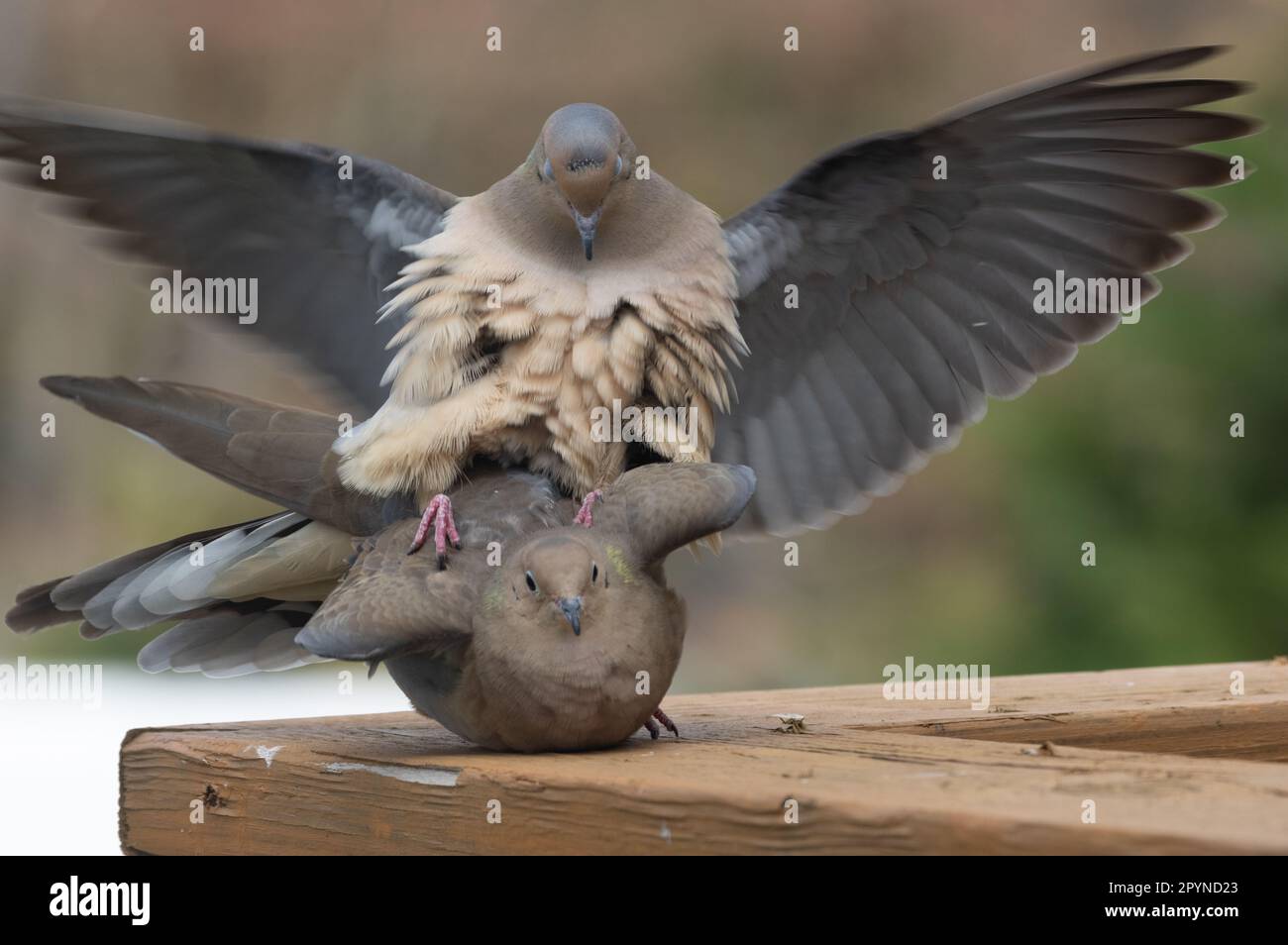 Mating Mourning Doves (Zenaida macroura), Alexandria, VA Stock Photo ...