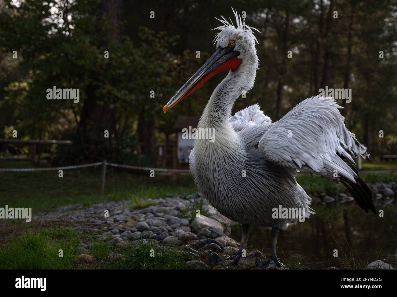 Divjake-Karavasta National Park in ALBANIA. Domesticated Wild Pelican ...