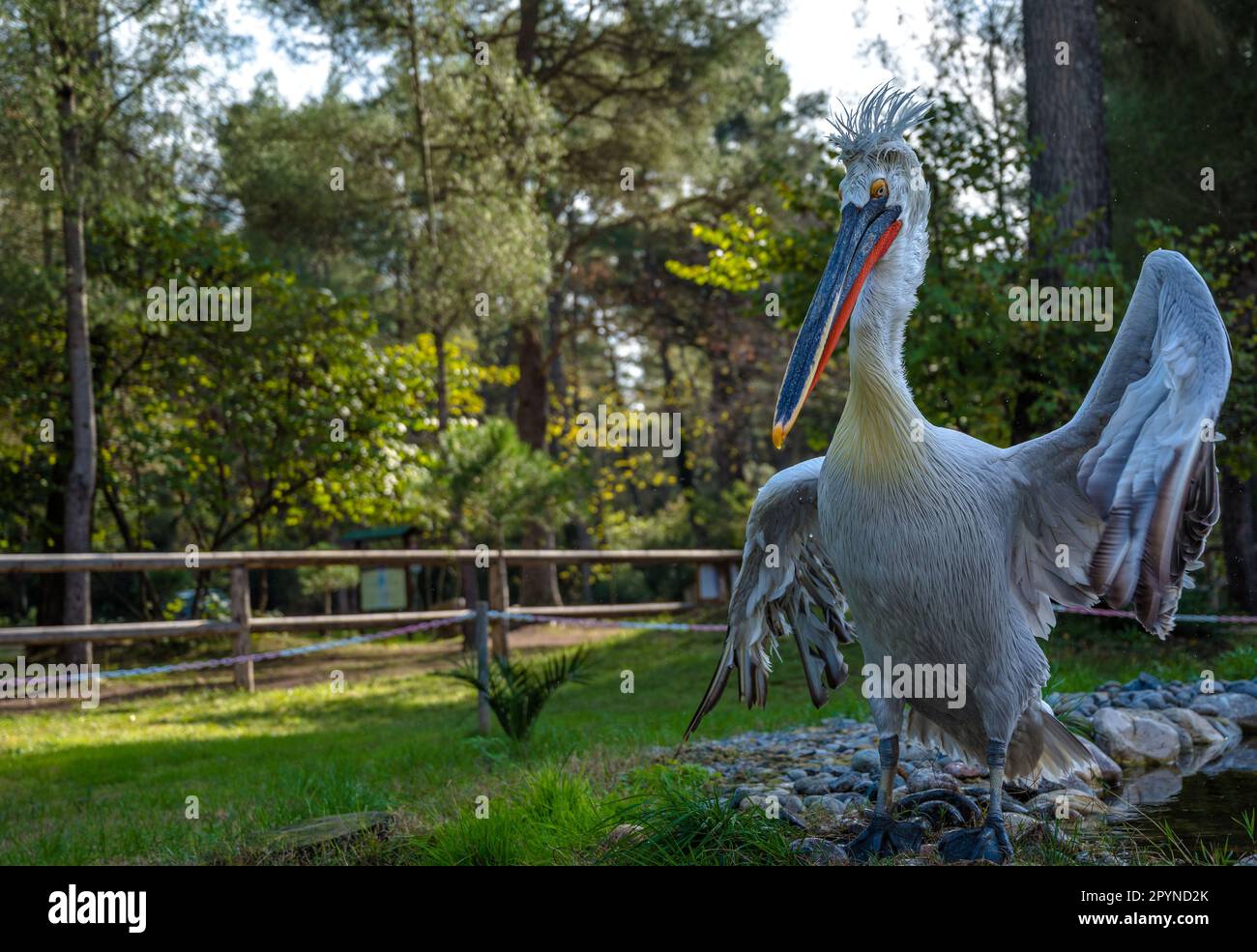 Divjake-Karavasta National Park in ALBANIA. Domesticated Wild Pelican ...