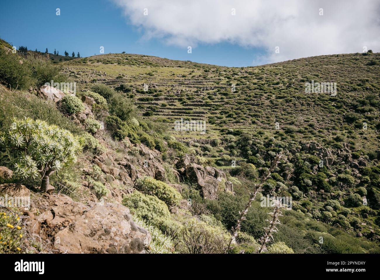 A stunning landscape featuring rolling green hills dotted with stone ...