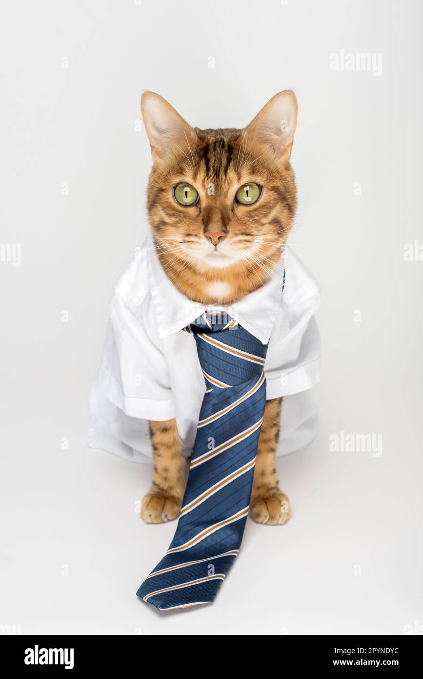 Business cat in a shirt with a tie isolated on a white background Stock ...