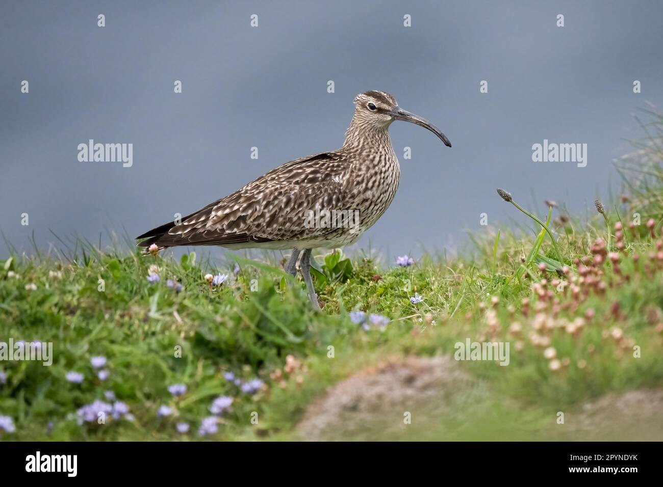 Whimbrel among spring flowers on Cornish clifftop Stock Photo - Alamy