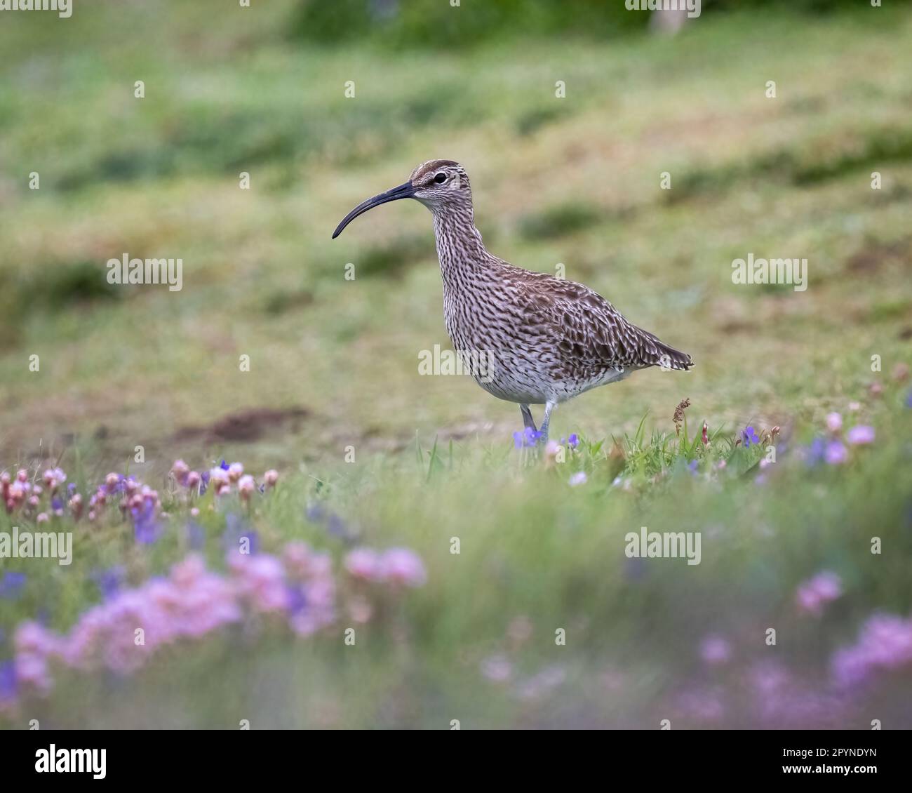 Whimbrel among spring flowers on Cornish clifftop Stock Photo - Alamy