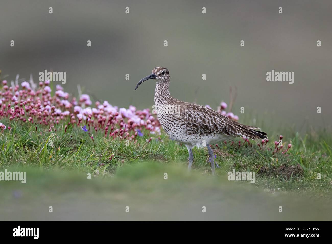 Whimbrel among spring flowers on Cornish clifftop Stock Photo - Alamy