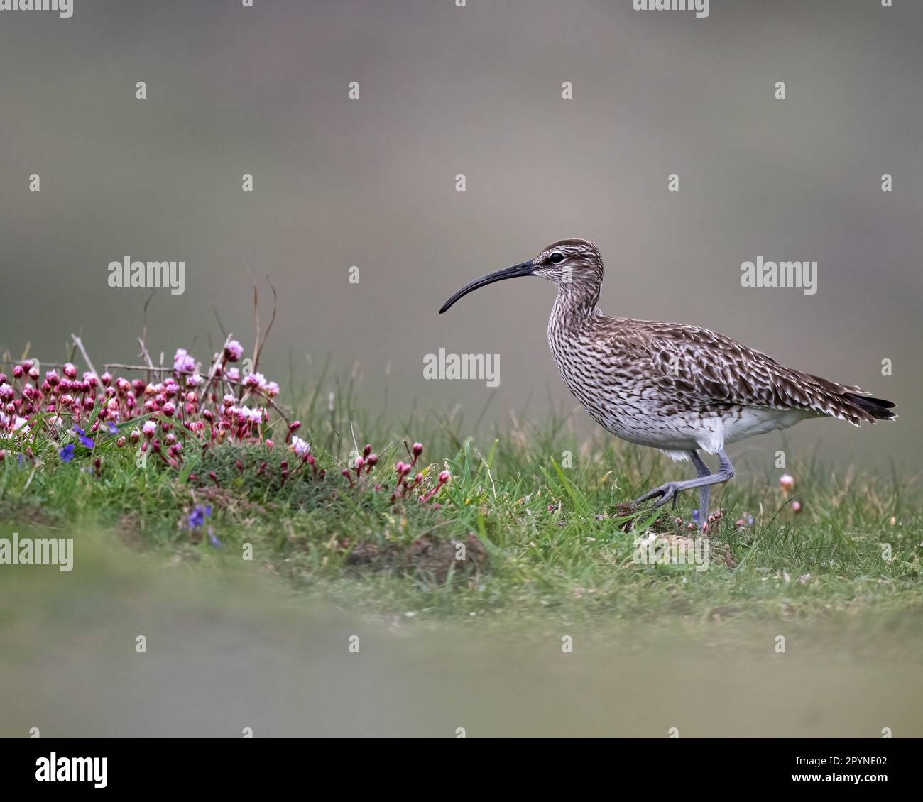 Whimbrel among spring flowers on Cornish clifftop Stock Photo - Alamy