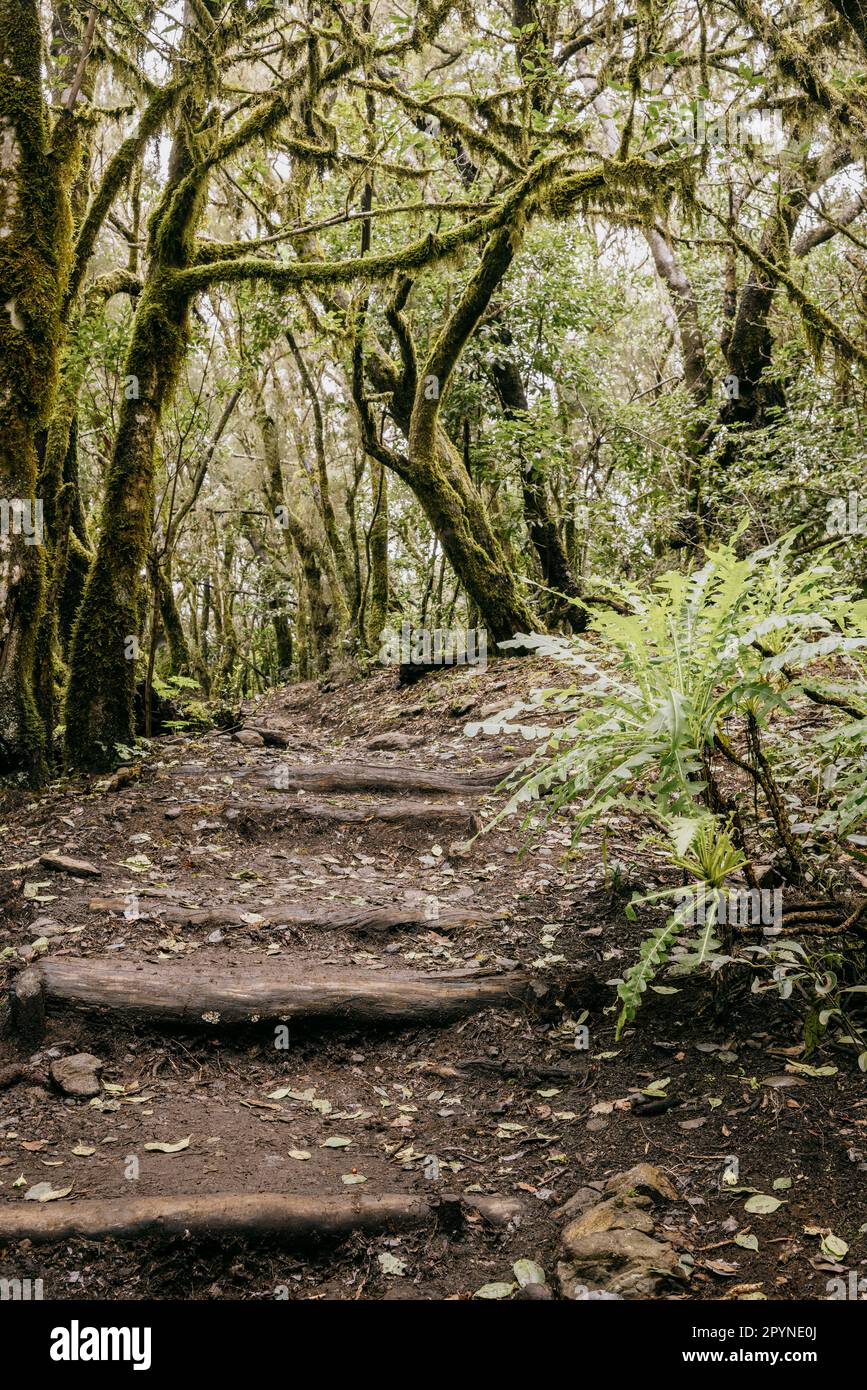 A beautiful outdoor nature scene featuring a set of wooden stairs ...