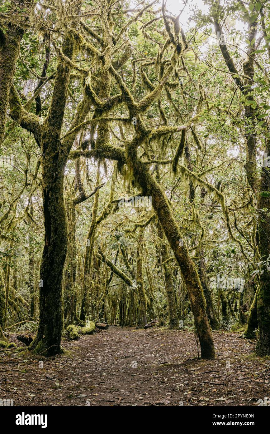 A scenic pathway in a lush forest lined with trees, covered in vibrant ...