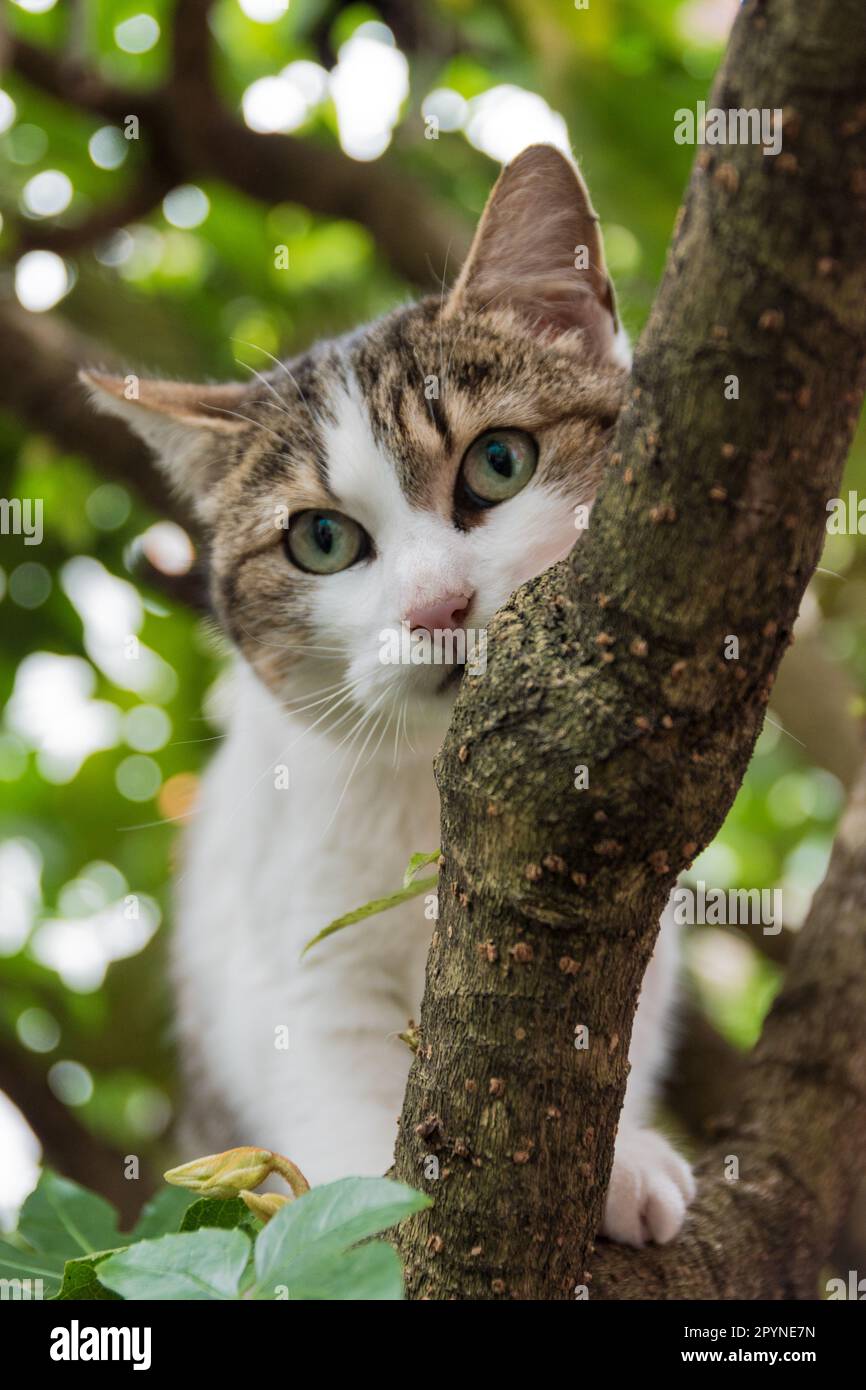 Portrait of a cat on a tree Stock Photo - Alamy