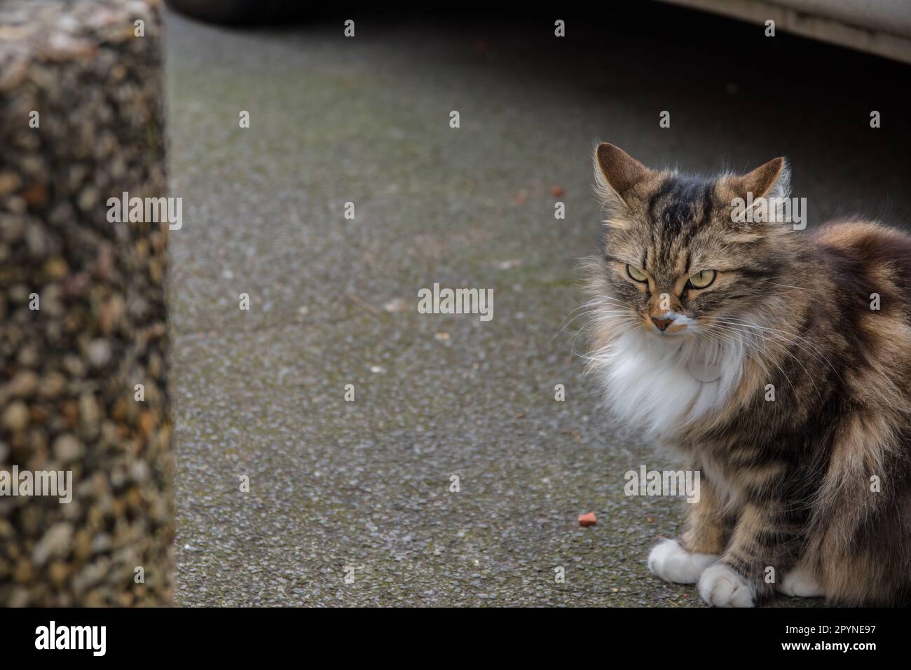 Angry cat claws hi-res stock photography and images - Alamy