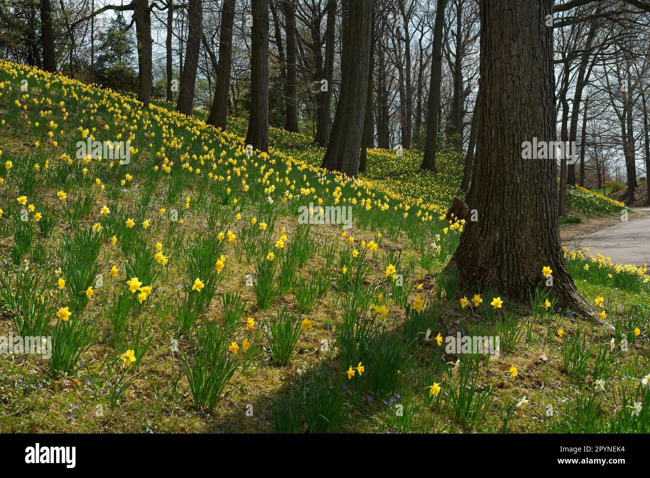 Daffodils in cemetery hi-res stock photography and images - Alamy