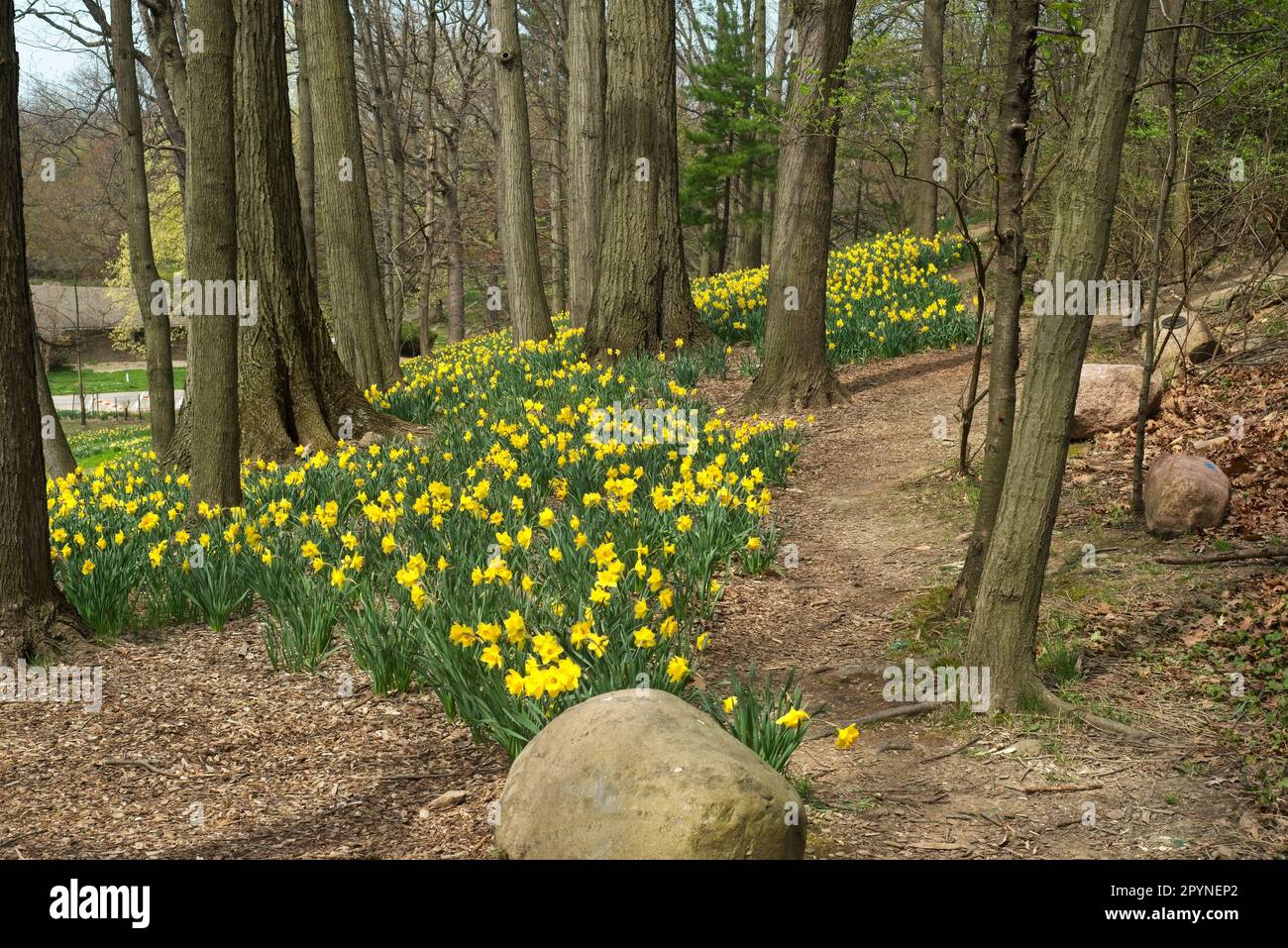 A path running along the top edge of a hill of daffodils in a Cleveland ...