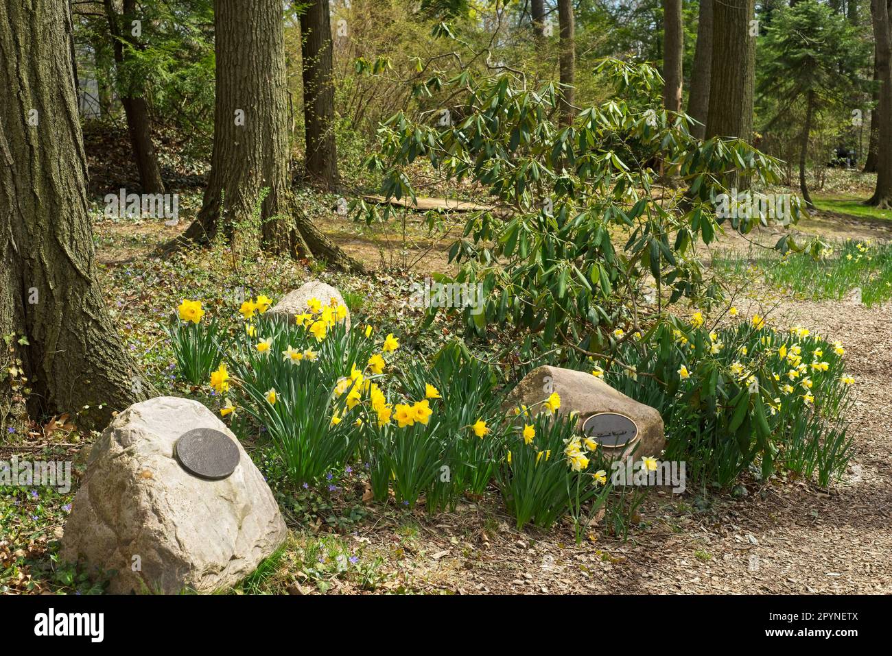 A memorial display with daffodils and a rhododendron bush in a ...