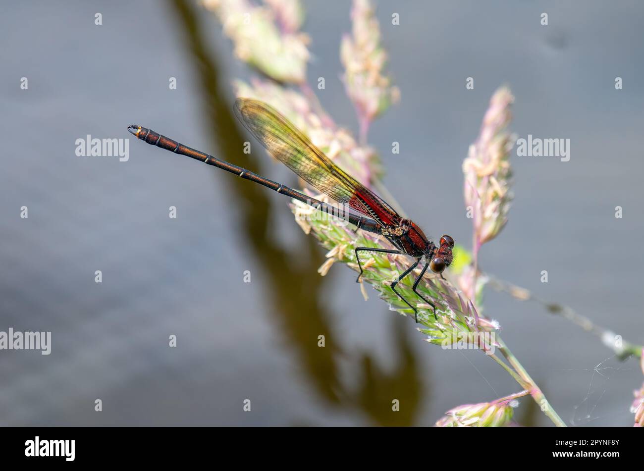 A beautiful and vivid American Rubyspot damselfly resting on shoreline ...