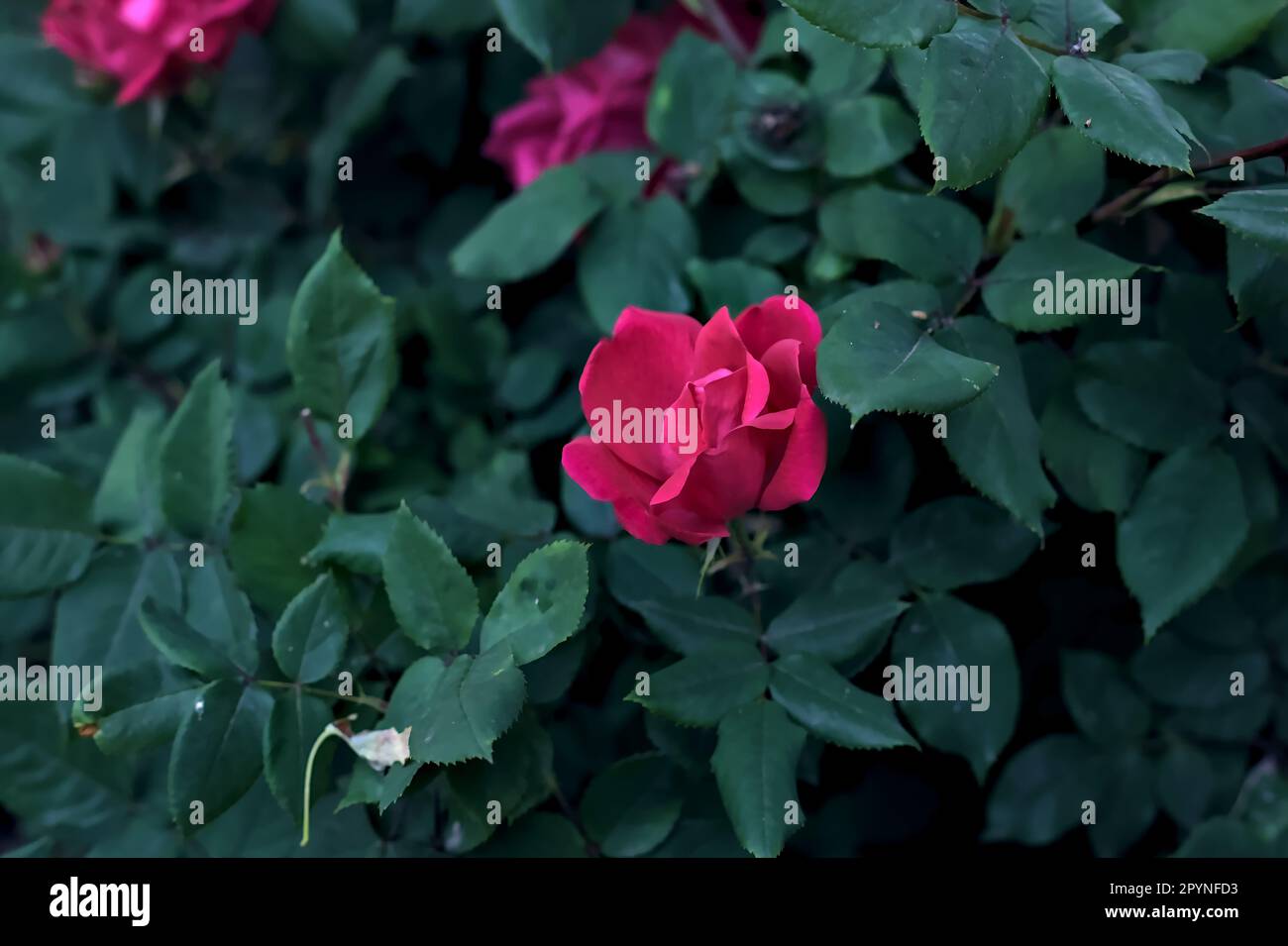 Magenta roses in a bush seen up close Stock Photo - Alamy