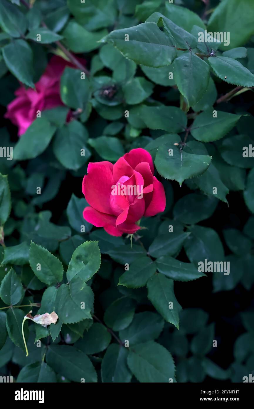 Magenta roses in a bush seen up close Stock Photo - Alamy